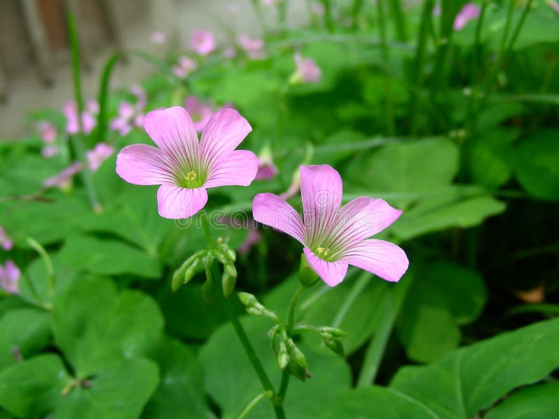 Pink flowers of clover stock image. Image of clubs, confusion - 38787559
