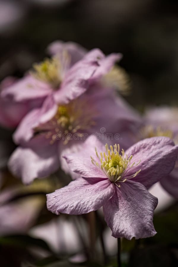 Flowers Clustered Together in Grass Stock Photo - Image of outdoor ...