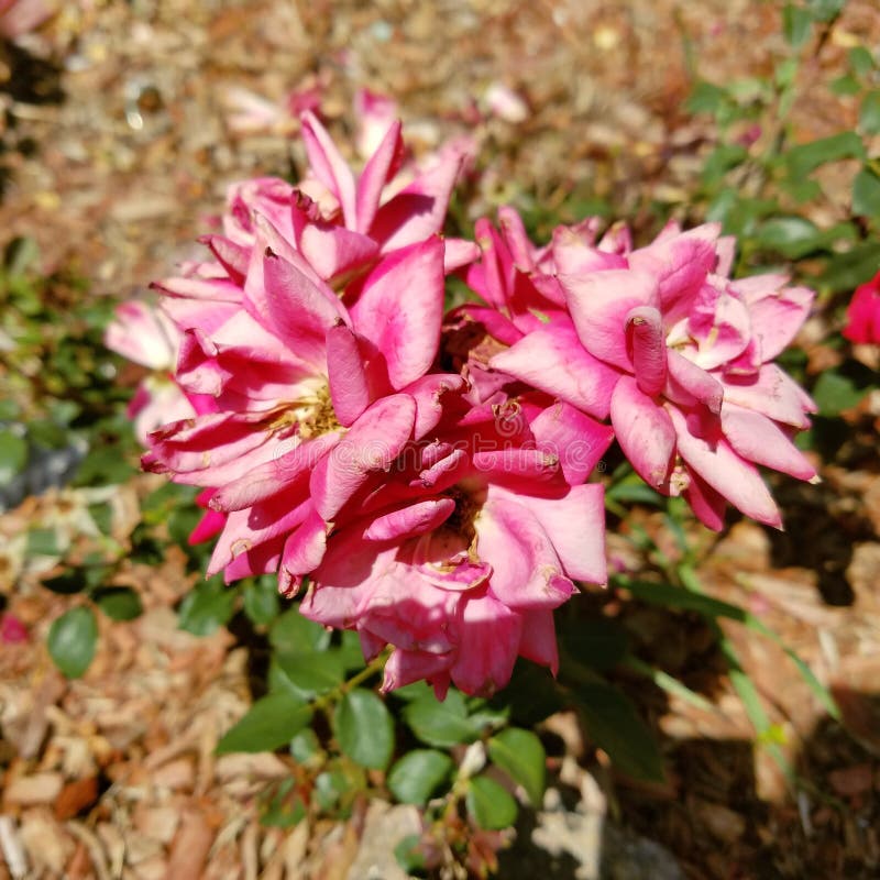 Pink Flowers in Colorado stock image. Image of shrub - 184537077