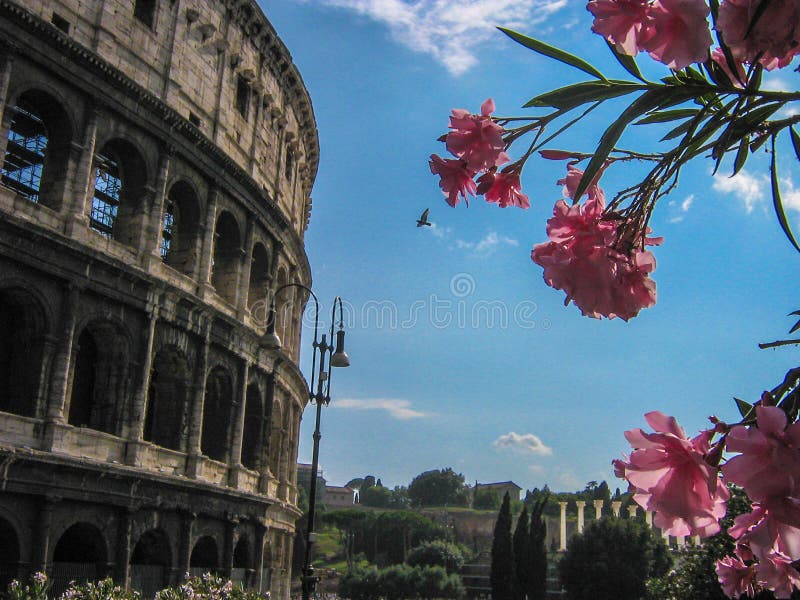 Pink Flowers and the Colosseum Stock Image - Image of emperors, europe ...