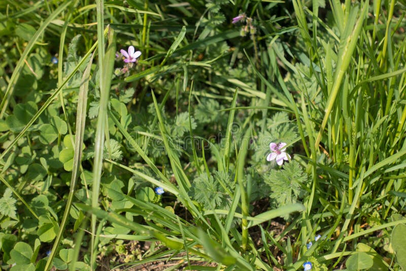 Pink Flowers of Common Storks Bill in the Grass Stock Photo - Image of ...