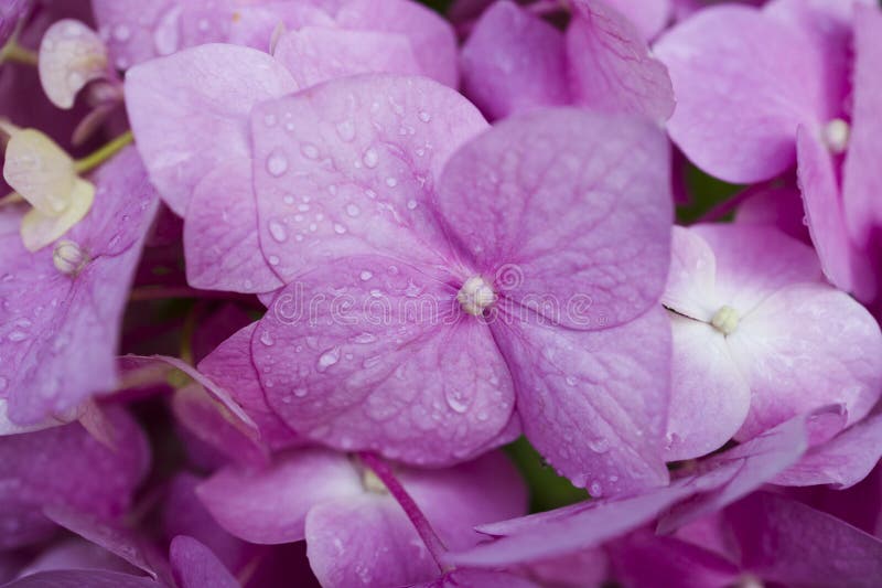 Pink Flowers Covered with Rain Drops . Natural Background Stock Image ...
