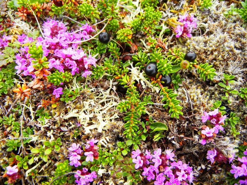 Pink Flowers and Crowberries Stock Photo - Image of ground, environment ...