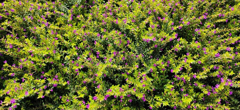 280 Pink Cuphea Flowers Stock Photos - Free & Royalty-Free Stock Photos ...