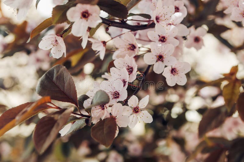 Pink Flowers of Decorative Cherry Trees with Red Leaves Stock Photo ...