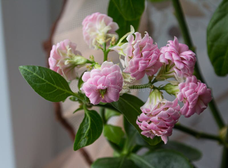 Pink Flowers Decorative Peppers in a Pot Stock Photo - Image of bloom ...
