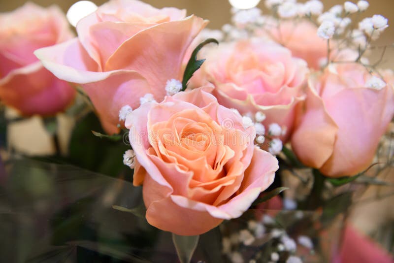 Pink Flowers of Delicate Roses. Stock Photo - Image of flower ...