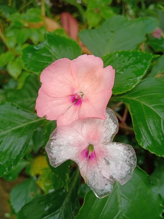 Pink Flowers on the Edge of the Forest Wet from Rain Stock Photo ...