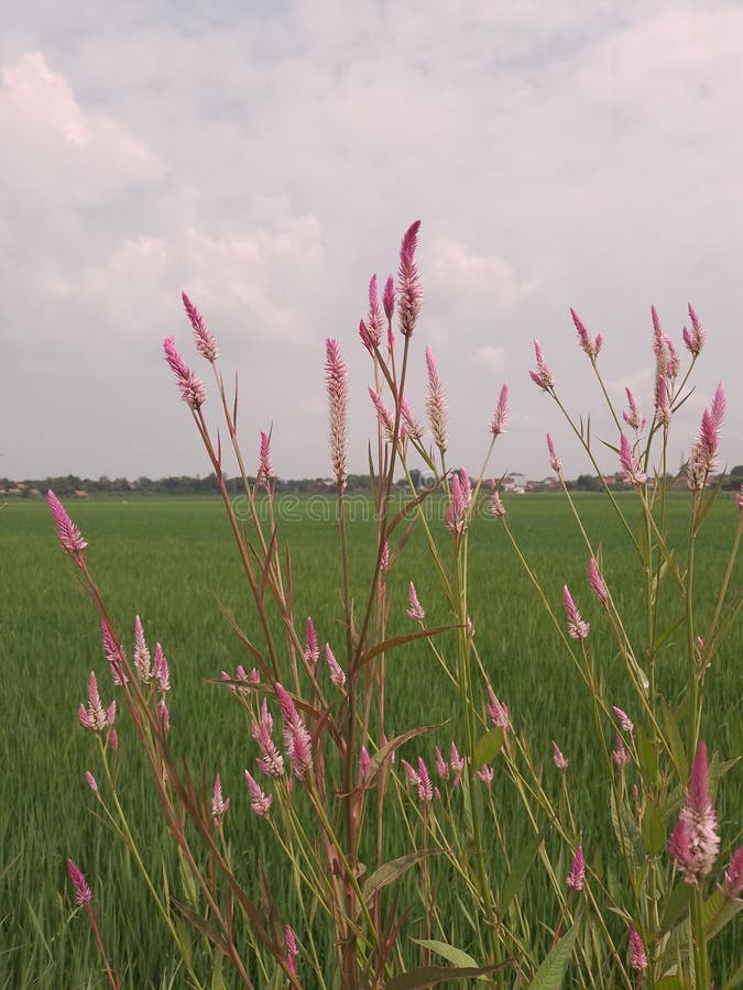 Pink Flowers on the Edge of the Rice Fields Stock Photo - Image of pink ...