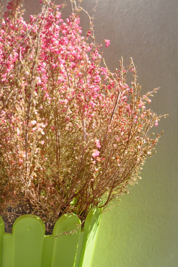 Pink Flowers of a Erica on Solar To Light Stock Image - Image of erica ...