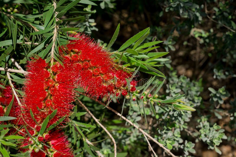 Marri Tree Stock Photos - Free & Royalty-Free Stock Photos from Dreamstime