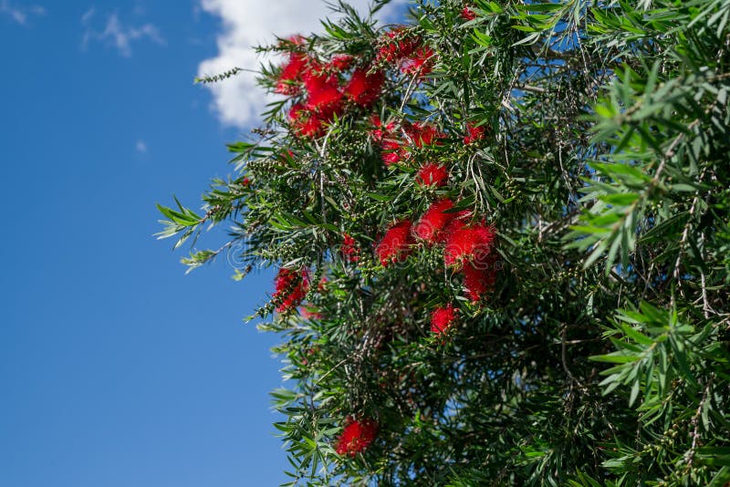 Marri Tree Stock Photos - Free & Royalty-Free Stock Photos from Dreamstime