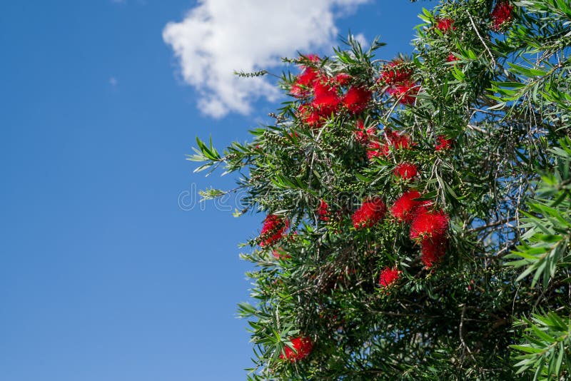 Marri Tree Stock Photos - Free & Royalty-Free Stock Photos from Dreamstime