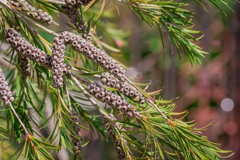 Marri Tree Stock Photos - Free & Royalty-Free Stock Photos from Dreamstime