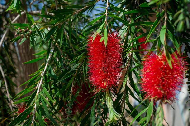 Marri Tree Stock Photos - Free & Royalty-Free Stock Photos from Dreamstime