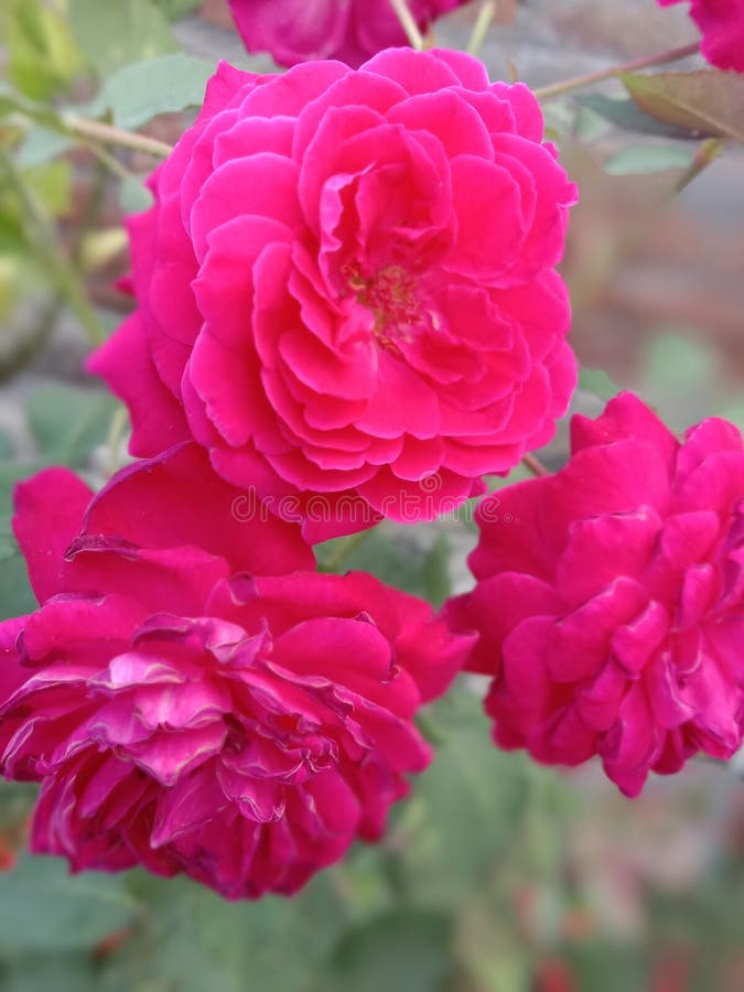 Pink Flowers are Eye_catchers Stock Image - Image of flowers, catchers ...