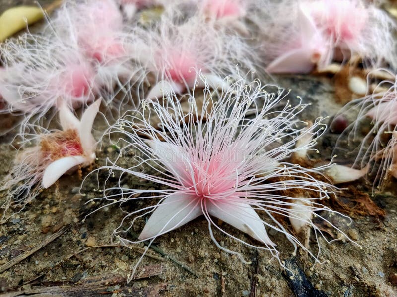 Pink Flowers Fall on the Ground. Stock Image - Image of garden, flowers ...