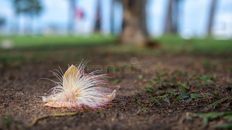 Pink Flowers Falling on the Ground Stock Photo - Image of falling ...