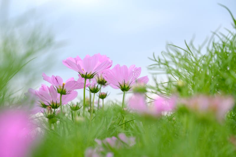 Pink flowers in field stock photo. Image of landscape - 134599422