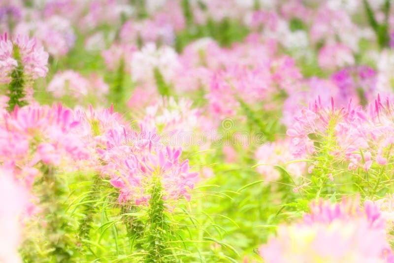 Pink flowers in field stock image. Image of plant, flowers - 83635069