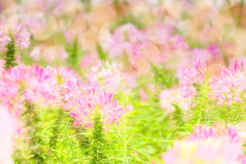Pink flowers in field stock image. Image of field, garden - 83680215