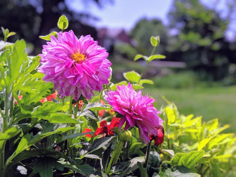 Pink Flowers stock image. Image of flora, pink, flowers - 152443961