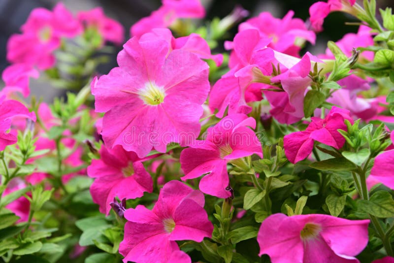 Pink flowers stock image. Image of outdoor, color, flower - 70640567