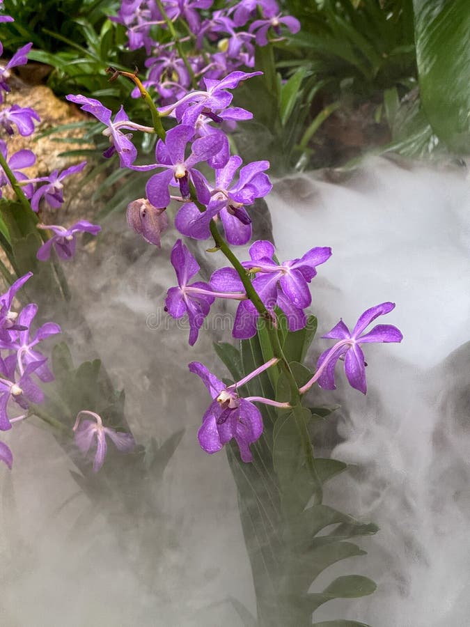 Pink Flowers in the Fog in the Park Stock Photo - Image of spring ...