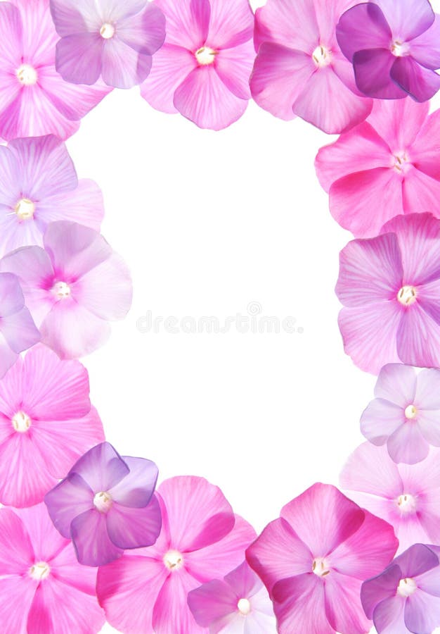 Pink flowers, frame design stock image. Image of elements - 10523641