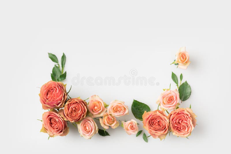 Pink flowers frame stock image. Image of decor, shot - 119808899
