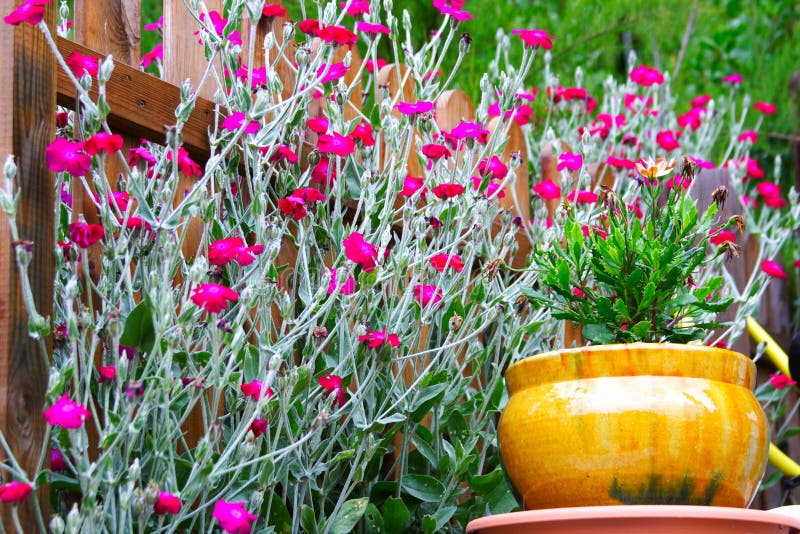 Pink flowers in the garden stock photo. Image of barrier - 2730528