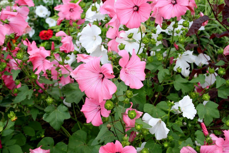 Pink Flowers in garden stock photo. Image of garden, field - 2925838