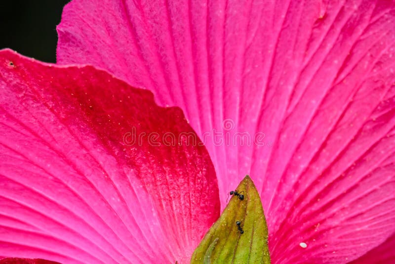 Pink flowers in the garden stock photo. Image of orange - 77587754