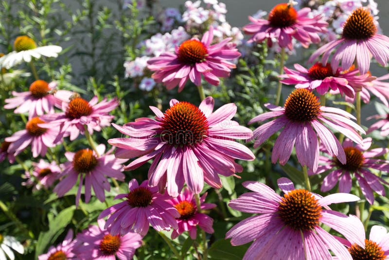 Pink flowers in a garden stock image. Image of bright - 98087623