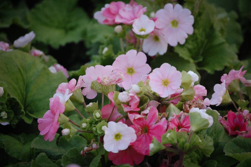 Garse Stock Photos - Free & Royalty-Free Stock Photos from Dreamstime