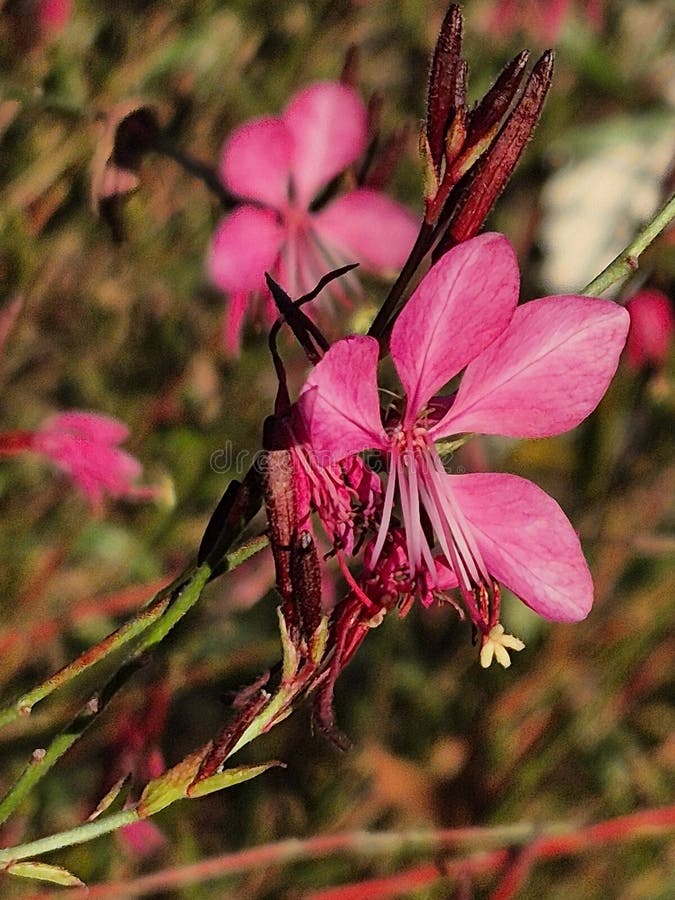 Pink Flowers of Gaura Lindheimeri Stock Photo - Image of clockweed ...