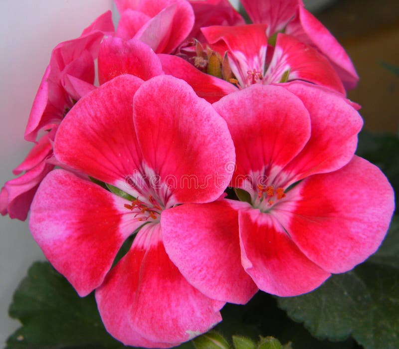 Pink Flowers Geranium. Close-up . Stock Photo - Image of garden, beauty ...