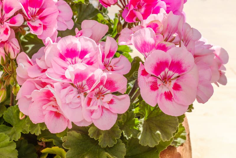 Pink flowers geraniums stock photo. Image of soft, spring - 117400900