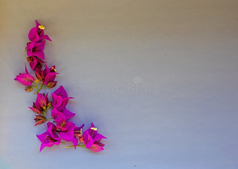 Pink Flowers on a Gray Background. Horizontal Template Stock Photo ...