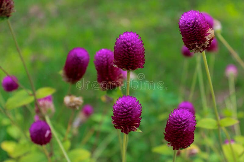 Pink flowers stock photo. Image of color, vermilion, pink - 43213342