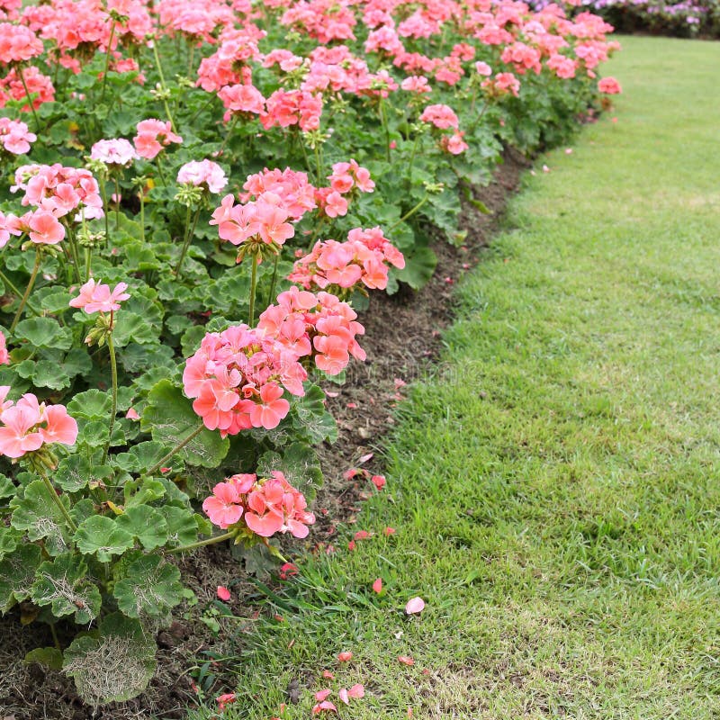 Pink Flowers in Green Grass Stock Photo - Image of gardening, pink ...