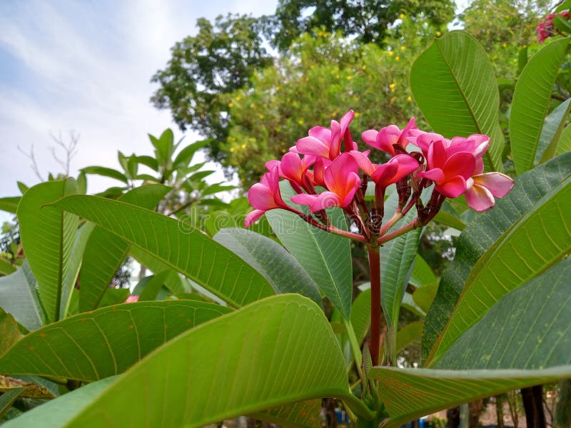 Pink Flowers Green Tree Wallpaper Bckground Stock Image - Image of ...