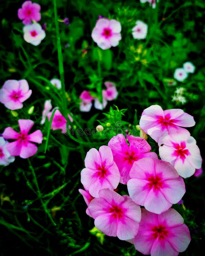 Pink flowers in Greenery stock image. Image of clicked - 114913077