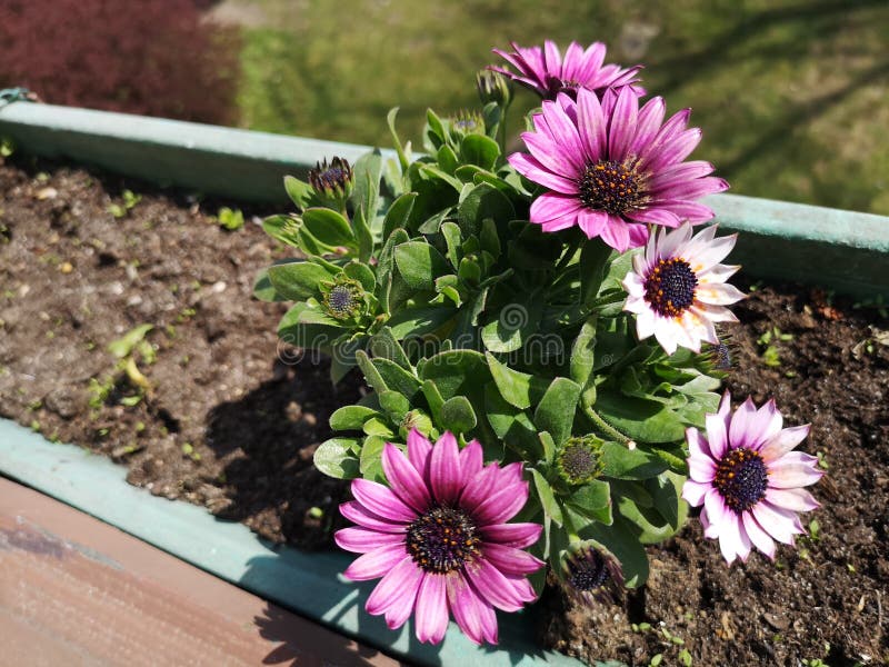 Pink Flowers in the Ground. Stock Image - Image of spring, march: 172955111