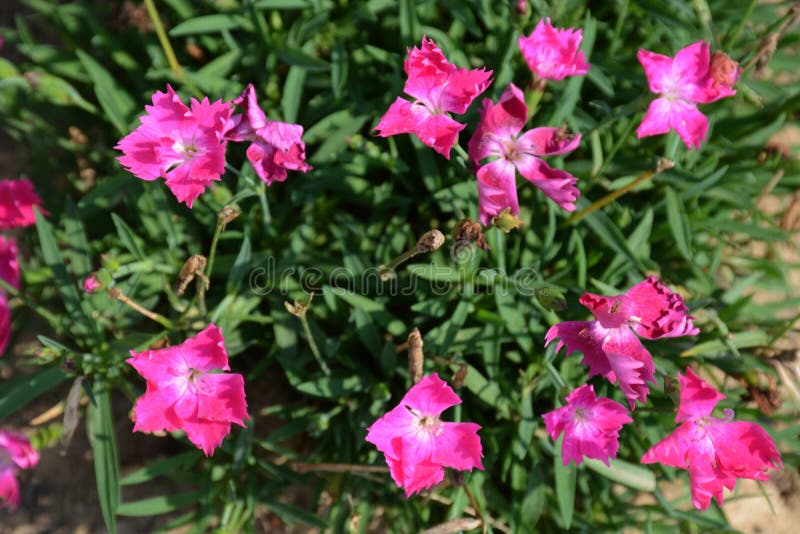 Pink flowers stock image. Image of petal, small, cluster - 57526681