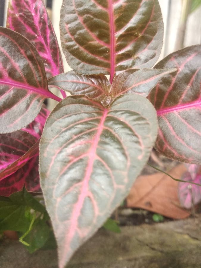 Pink flowers grow stock image. Image of branch, purple - 254389031