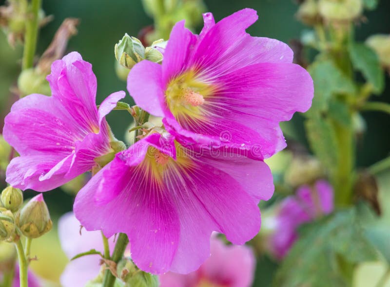 Pink Flowers Grow in the Garden Stock Photo - Image of background ...