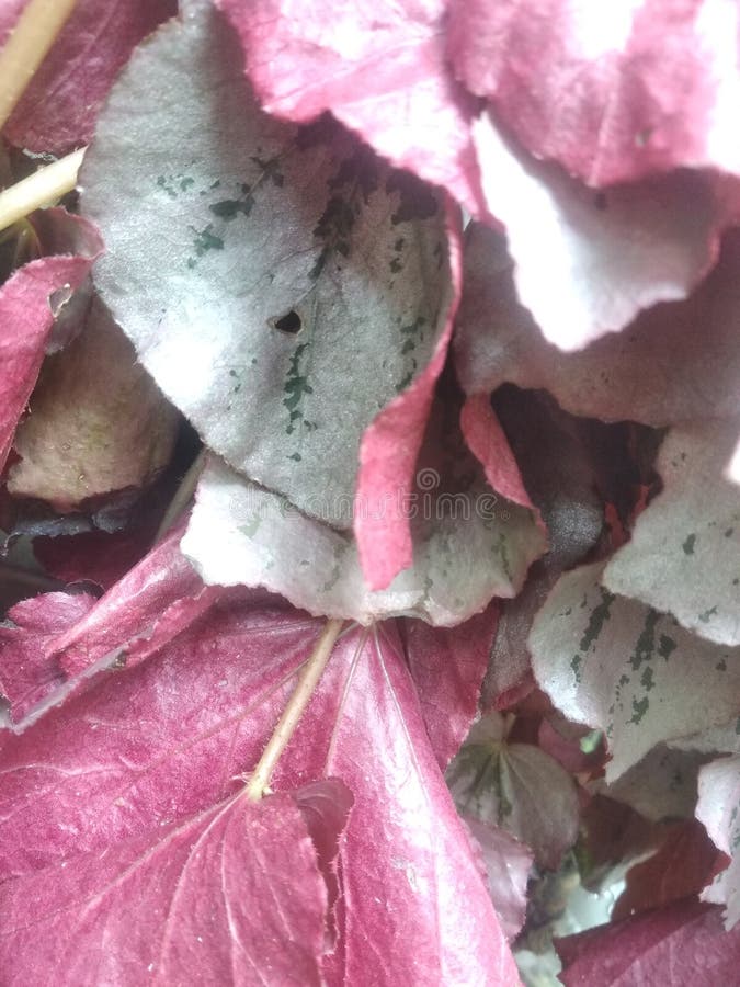 Pink Flowers Growing in the Garden Stock Image - Image of autumn ...