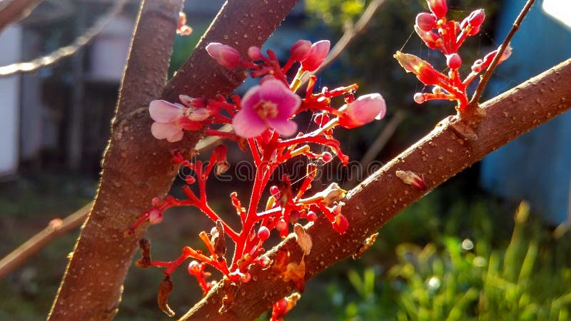 Pink Flowers Grow on Tree Trunks Stock Image - Image of wildflower ...