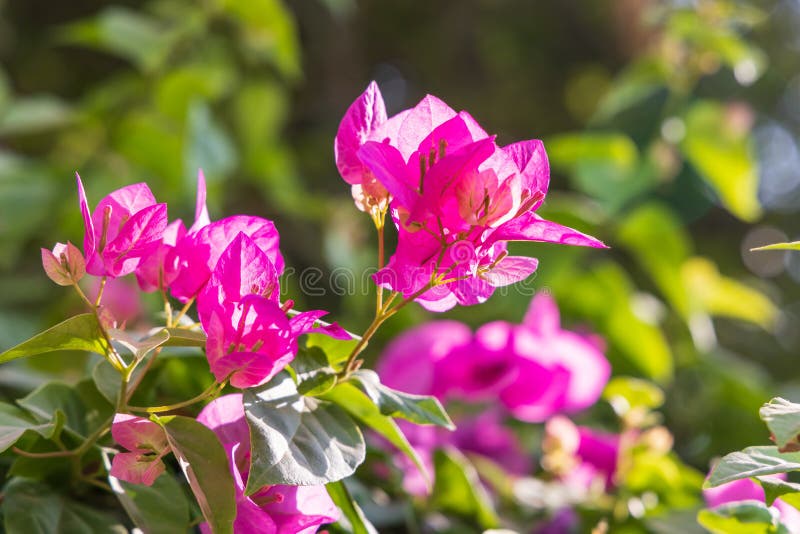 Pink Flowers Growing on a Bush Stock Image - Image of bush, outdoors ...